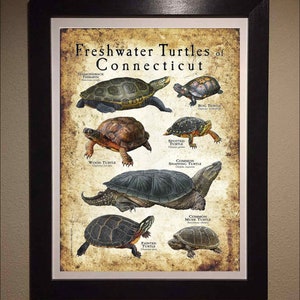 Freshwater Turtles of Connecticut Poster Print/field Guide - SIGNED BY ...