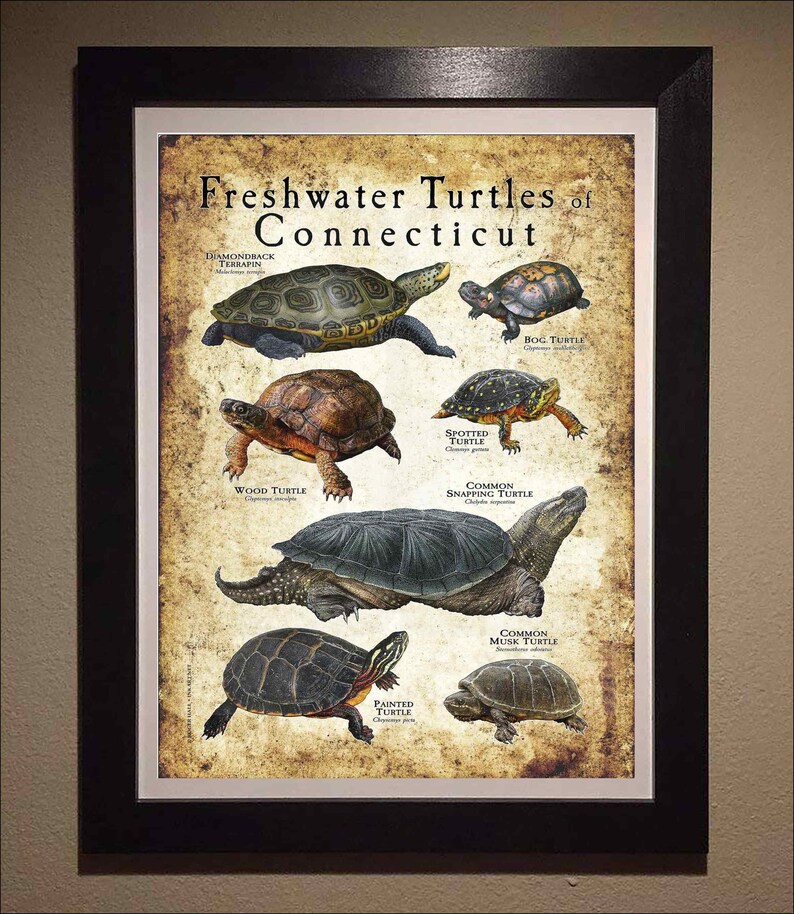 Freshwater Turtles of Connecticut Poster Print Field Guide - Etsy