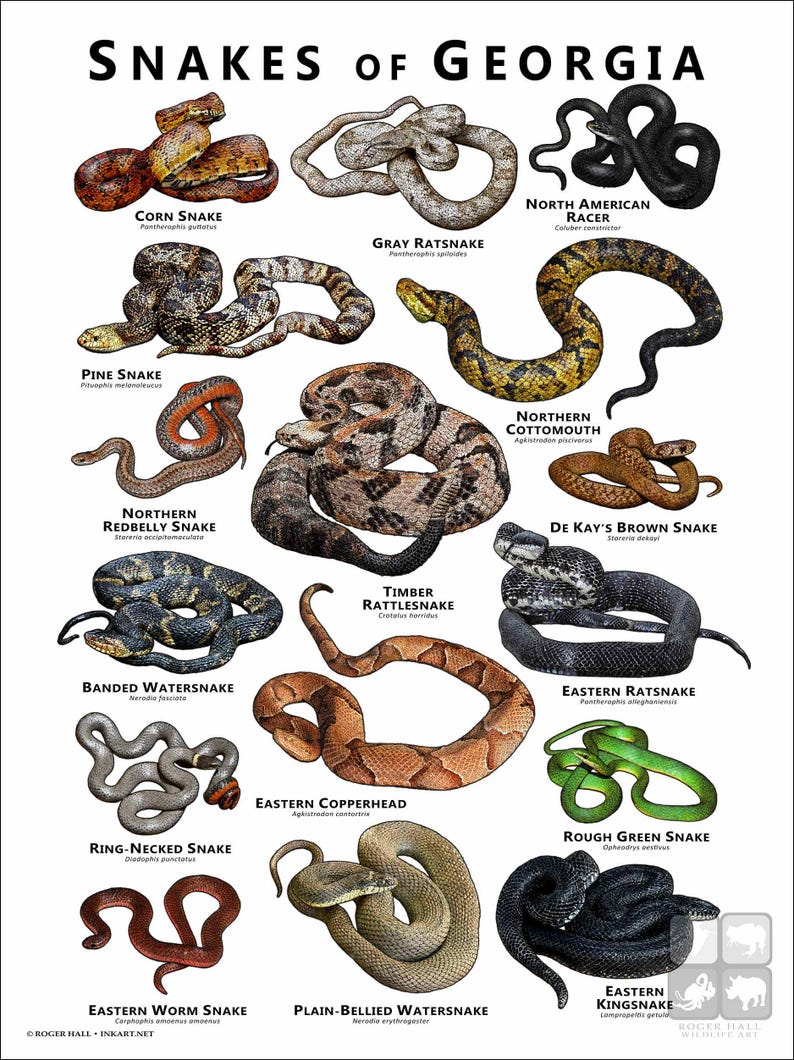 Snakes of Georgia Poster Print/field Guide - SIGNED BY ARTIST - Etsy