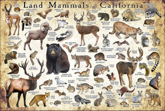Mammals of California Poster Print / California Mammals Field - Etsy