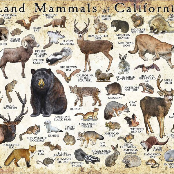 California Poster - Etsy