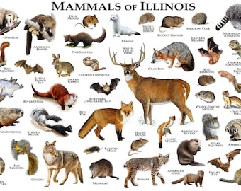 Mammals of Indiana Poster Print / Indiana Mammals Field Guide | Etsy