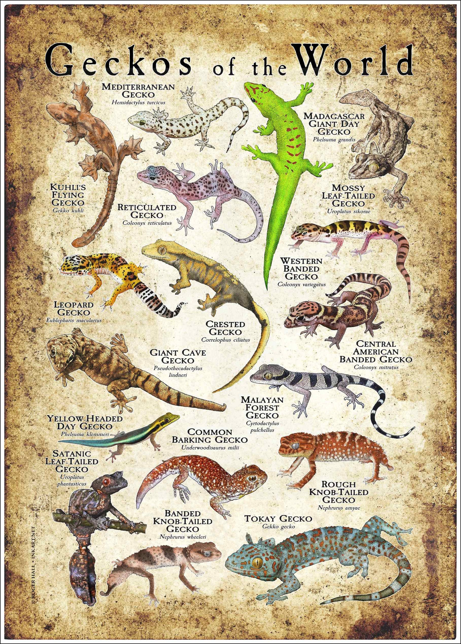 Geckos of the World Poster Print | Etsy