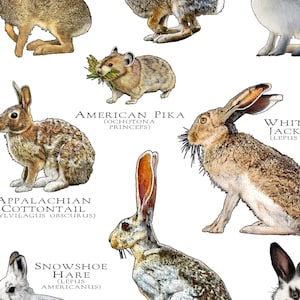 Lagomorphs of the United States and Canada Poster Print - SIGNED BY ...