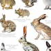 Lagomorphs of the United States and Canada Poster Print - SIGNED BY ...
