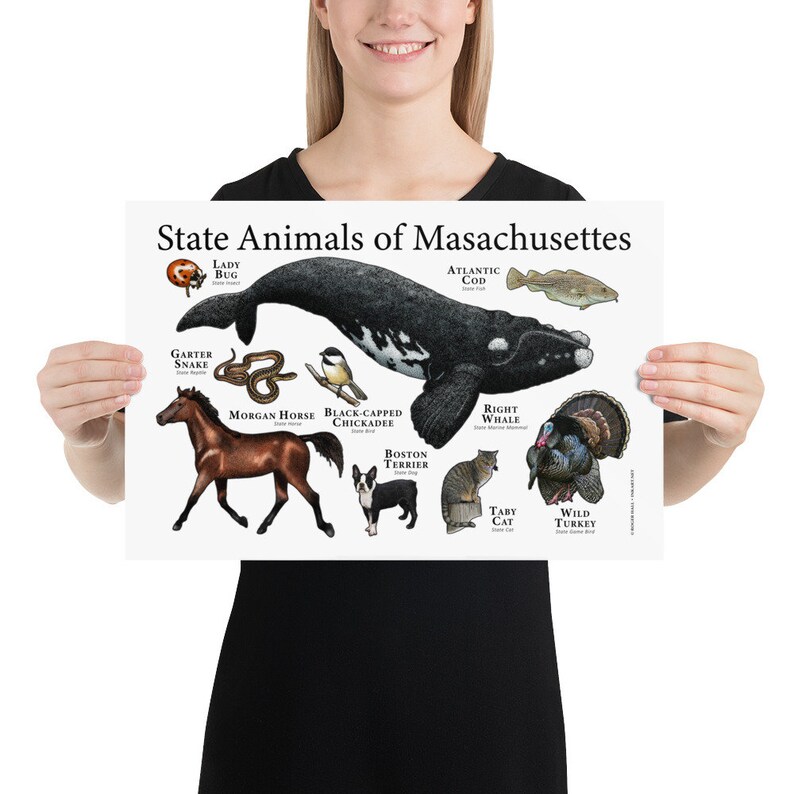 Pennsylvania State Animals Poster Print - Etsy