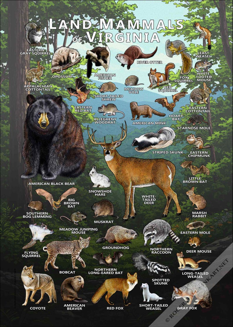 Virginia Mammals Poster Print: Field Guide Art - Signed - Etsy