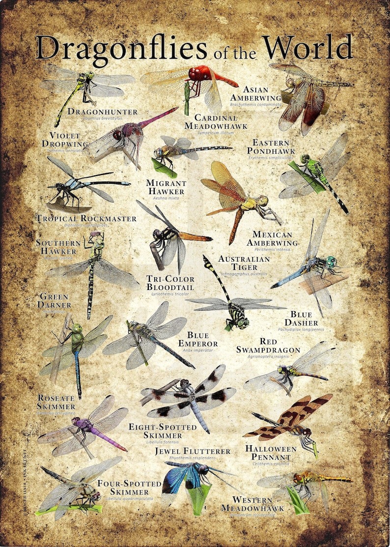 Dragonflies of the World Poster Print / Field Guide - Etsy