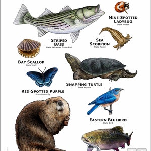 New York State Animals Poster Print - Etsy
