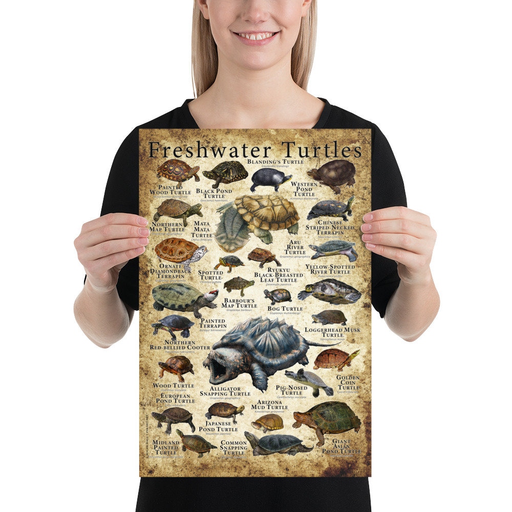 Freshwater Turtles Poster Print | Etsy Canada