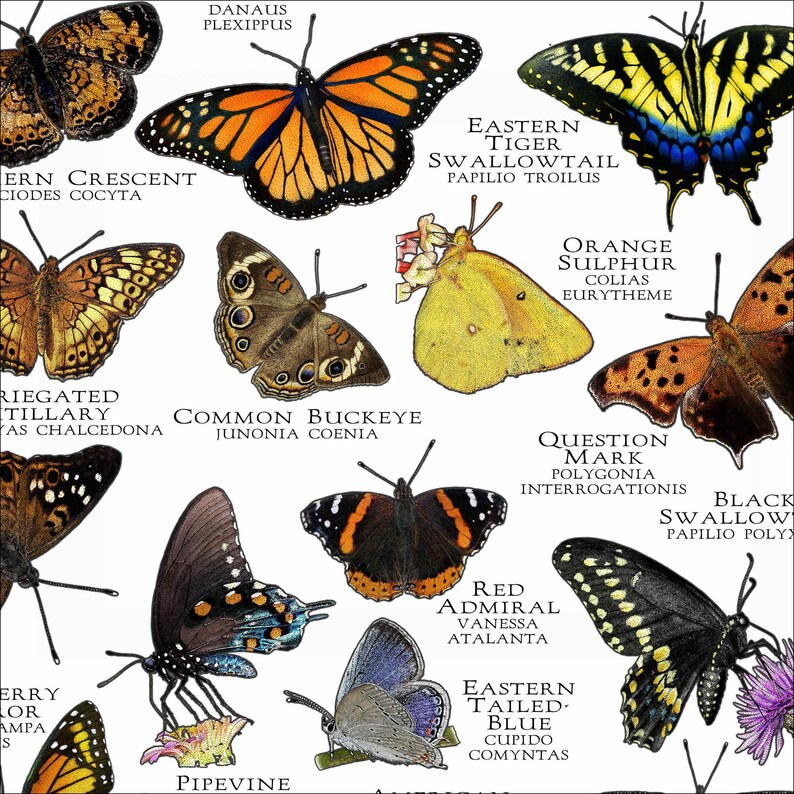 Butterflies of Wisconsin Poster Print/field Guide - SIGNED BY ARTIST ...