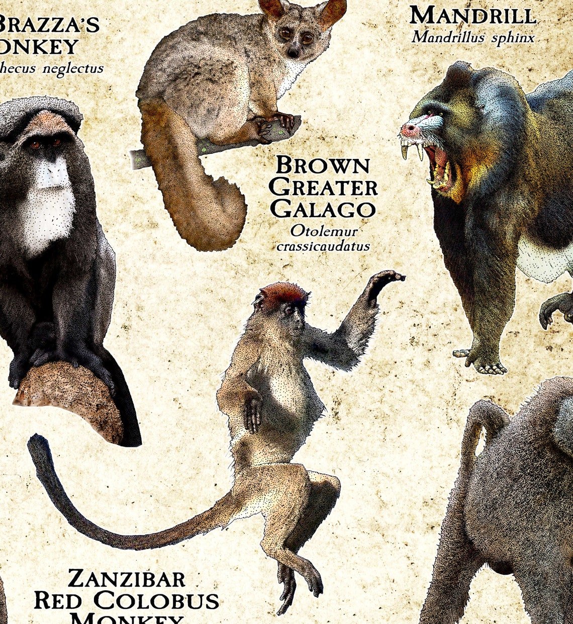 Primates of Africa Poster Print - SIGNED BY ARTIST! - Etsy UK