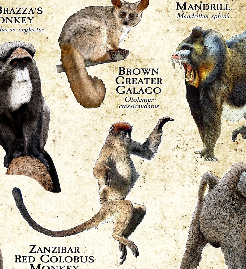Primates of Africa Poster Print - SIGNED BY ARTIST! - Etsy