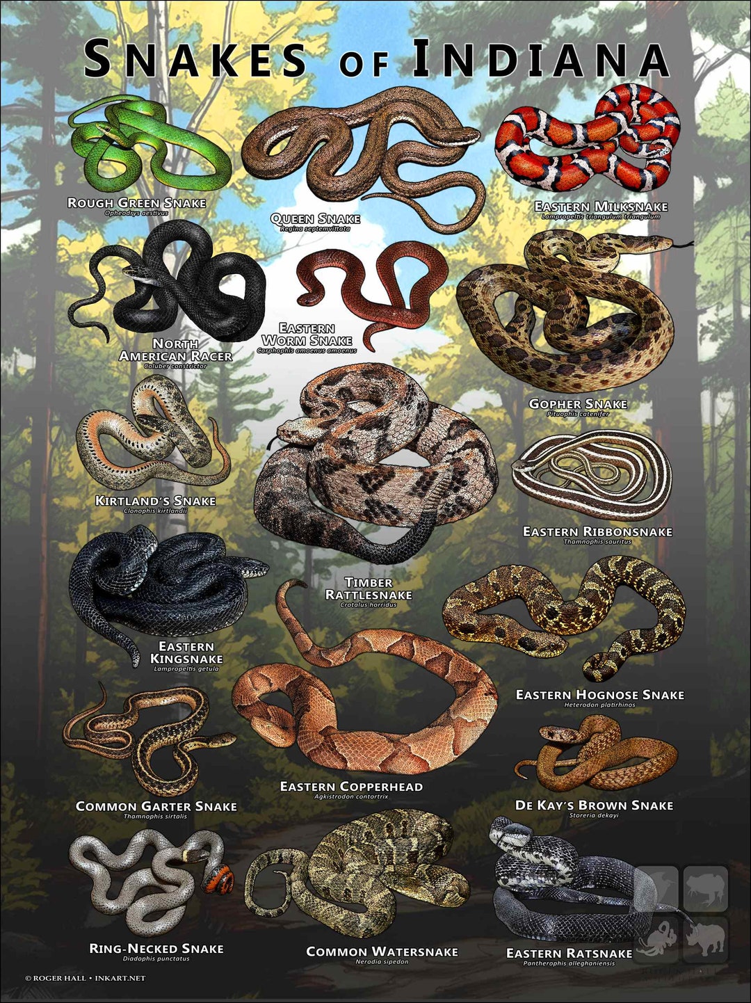 Snakes of Indiana Poster Print - Field Guide - Etsy
