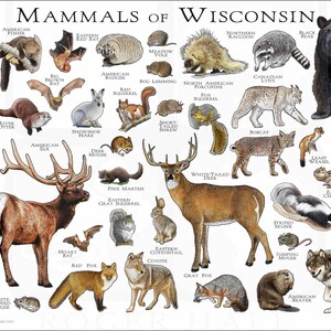 Mammals of Wisconsin Poster Print / Wisconsin Mammals Field Guide ...