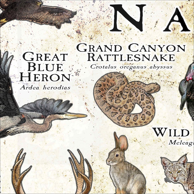 Wildlife of Grand Canyon National Park/field Guide - SIGNED BY ARTIST ...