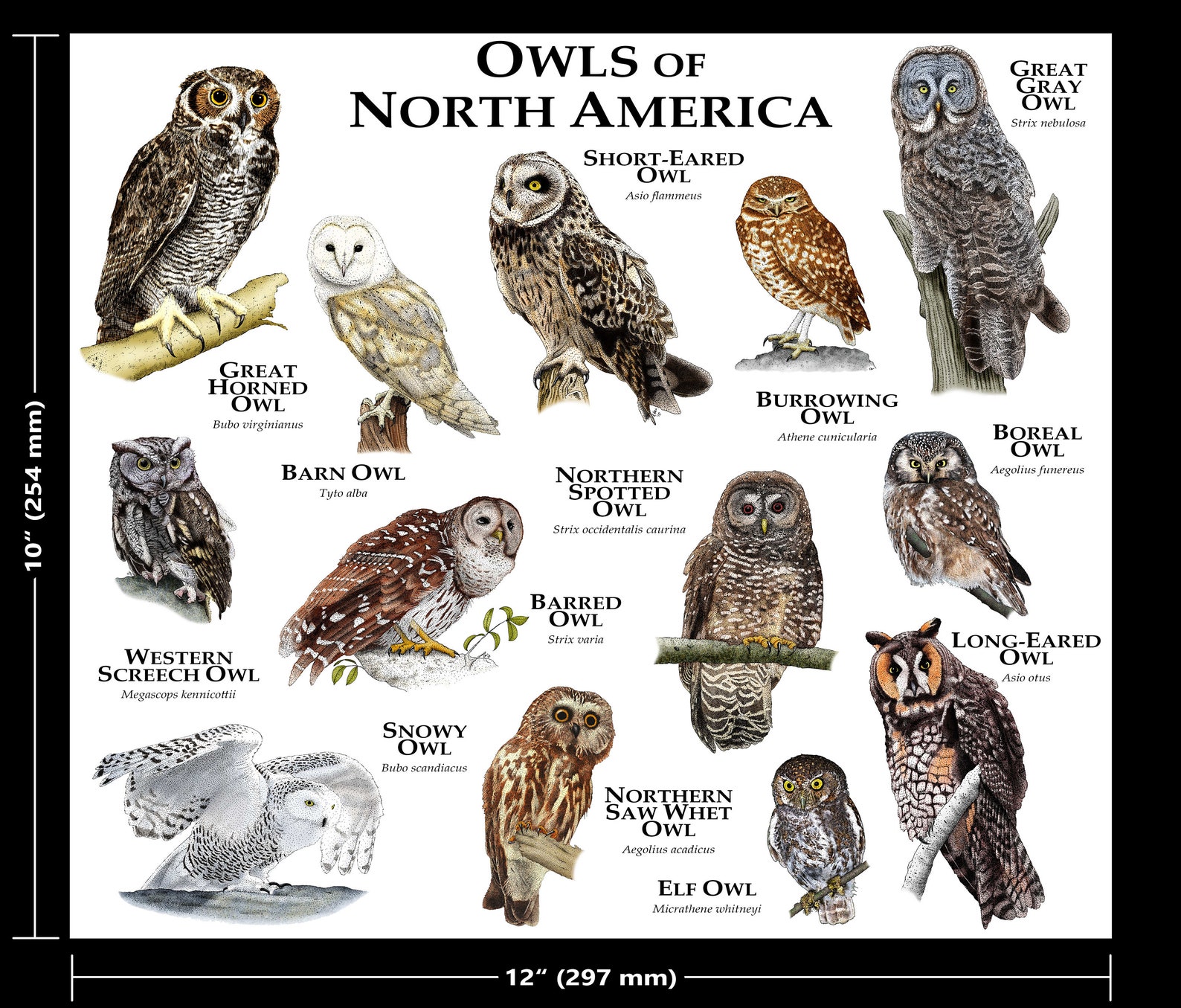 Owls of North America Poster Print - Etsy Canada