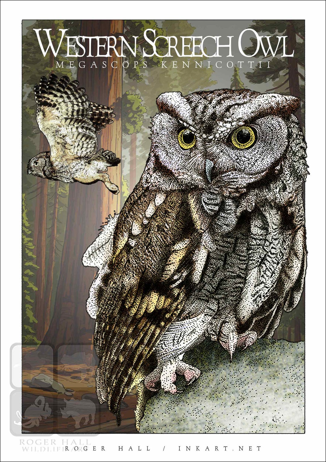 Owls of North American Poster Prints - SIGNED BY ARTIST! - Etsy