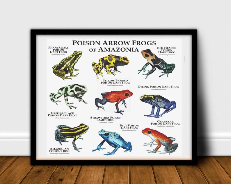 Poison Dart Frogs of Amazonia Poster Print - SIGNED BY ARTIST! - Etsy ...