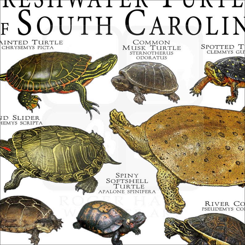 Freshwater Turtles of South Carolina Poster Print Field - Etsy