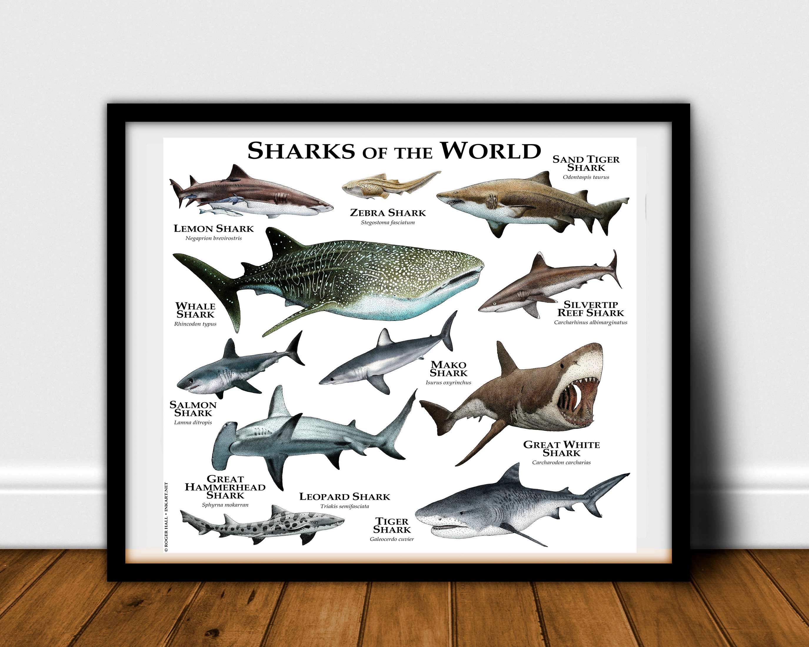 Wall Hangings Types Of Sharks Poster Sharks Lover Sharks Knowledge ...