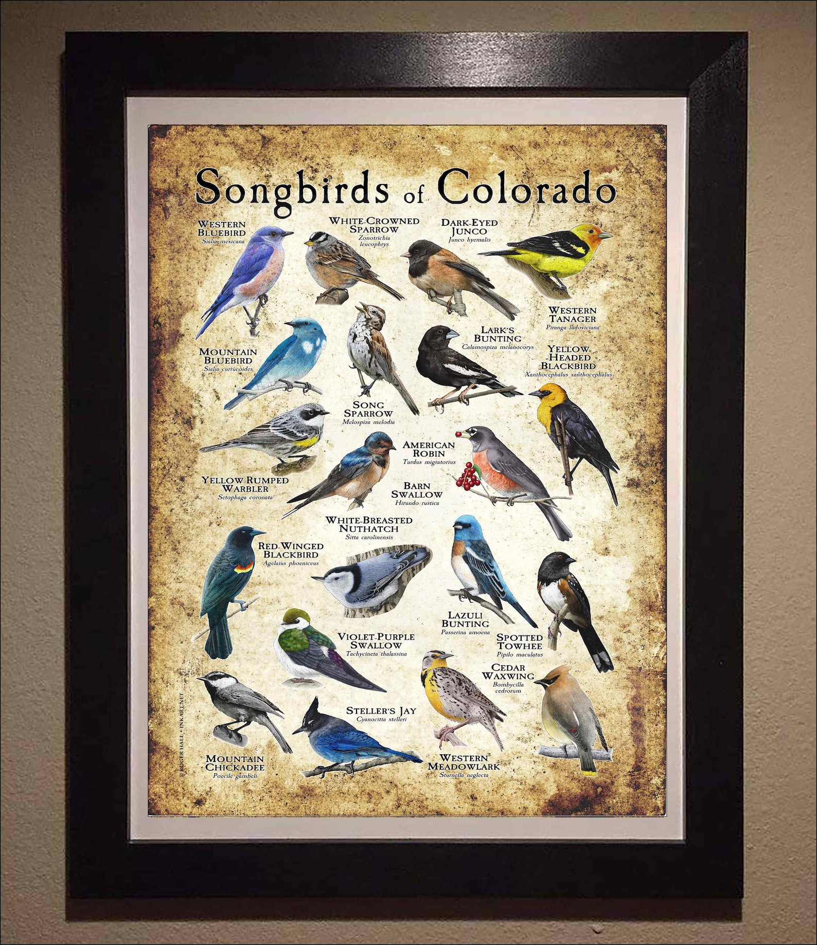 Songbirds of Colorado Poster Print/field Guide - SIGNED BY ARTIST! - Etsy