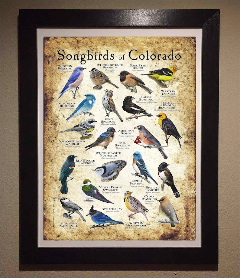 Songbirds of Colorado Poster Print/field Guide - SIGNED BY ARTIST! - Etsy