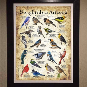 Songbirds of Arizona Poster Print Field Guide - Etsy