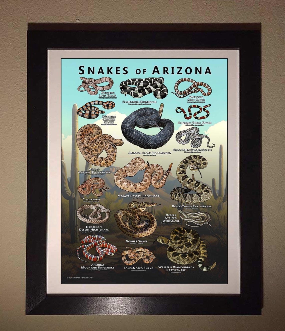 Snakes of Arizona Poster Print /field Guide - SIGNED BY ARTIST! - Etsy