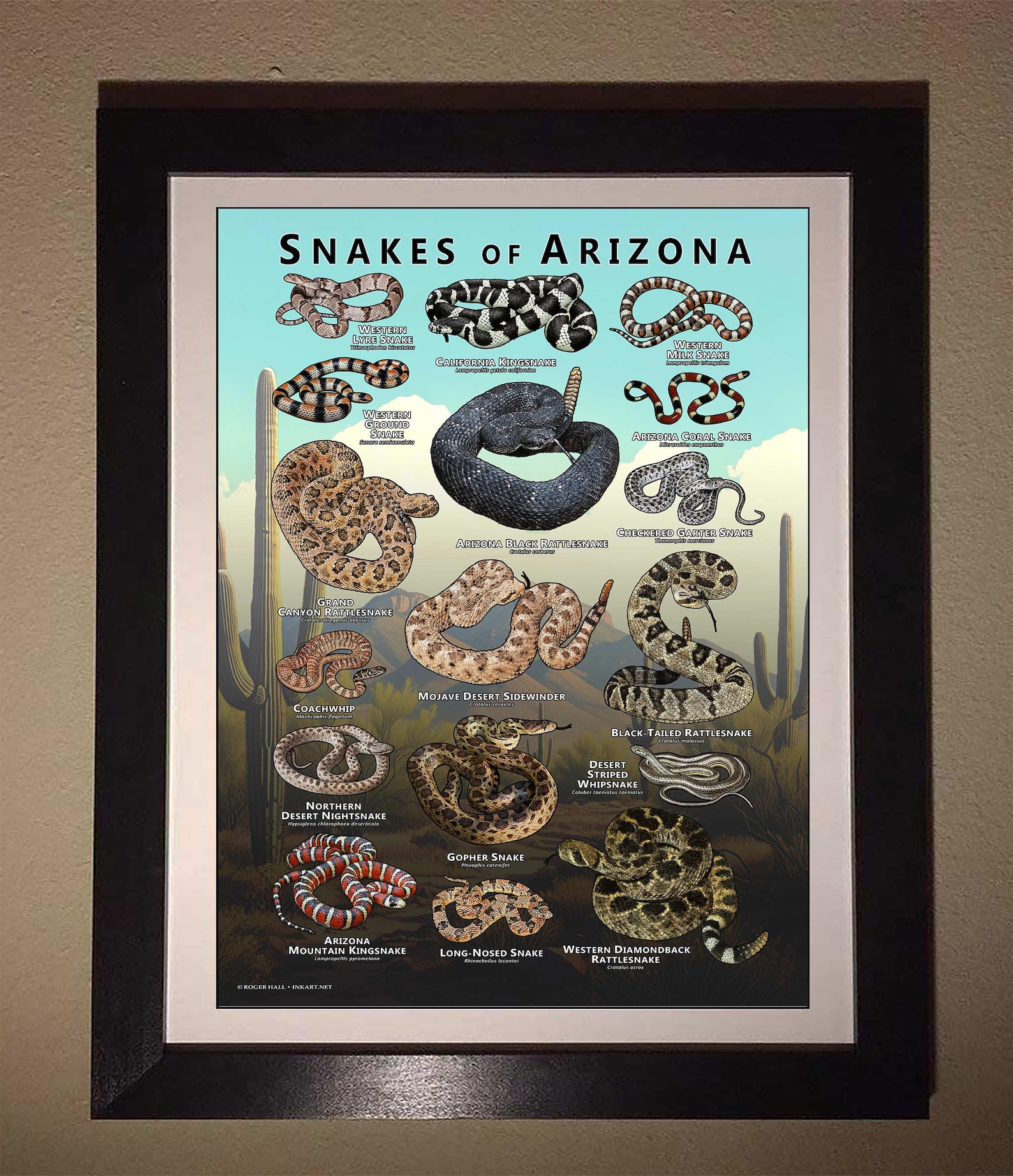 Snakes of Arizona Poster Print /field Guide - SIGNED BY ARTIST! - Etsy