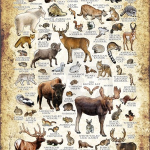 Utah Mammals Poster Print: Signed Wildlife Art Field Guide - Etsy