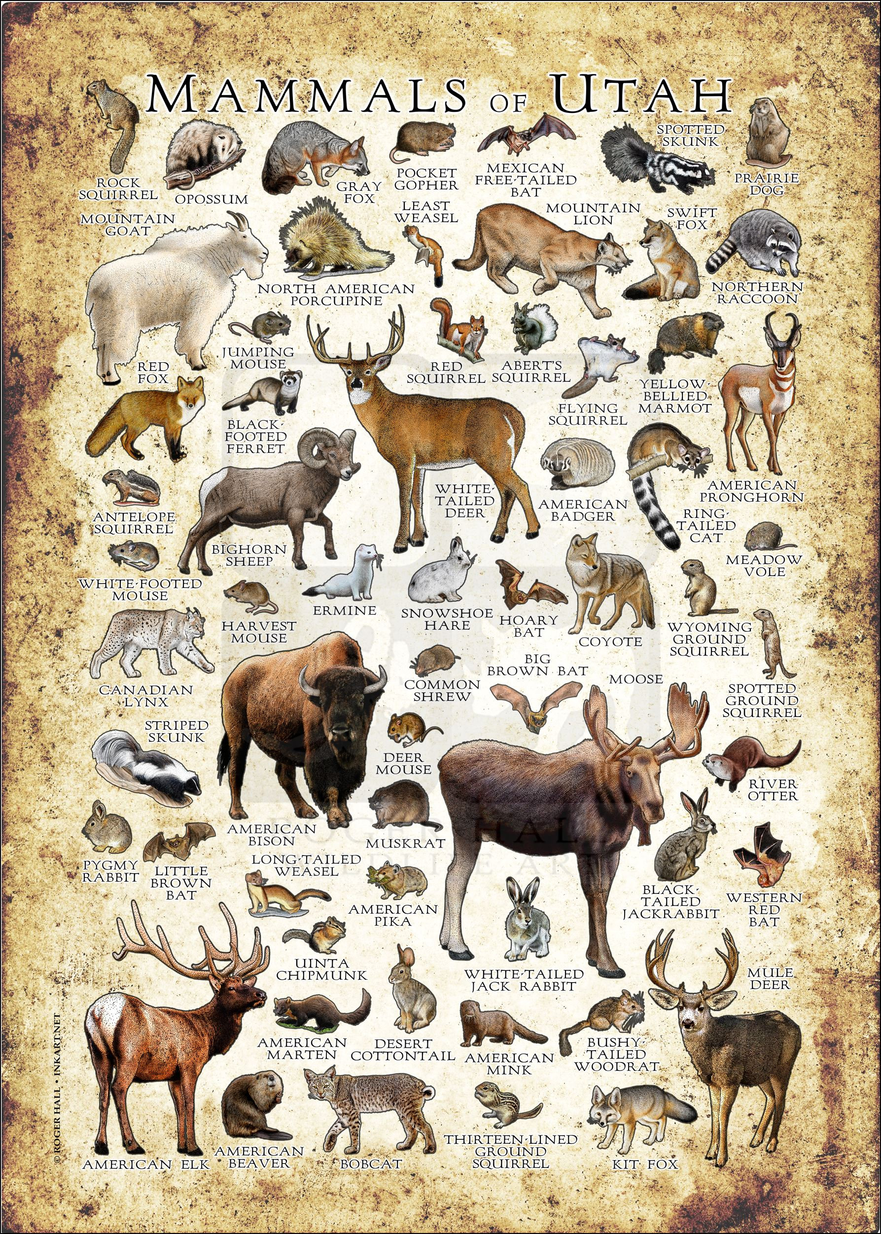 Utah Mammals Poster Print: Signed Wildlife Art Field Guide - Etsy