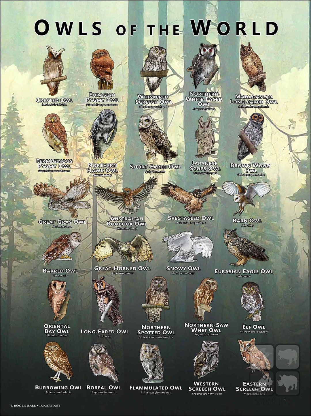 Owls of the World Art Print / Field Guide - SIGNED BY ARTIST - Etsy