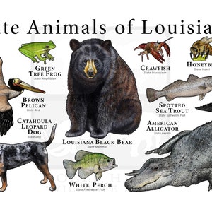 Louisiana State Animals Poster Print - Etsy
