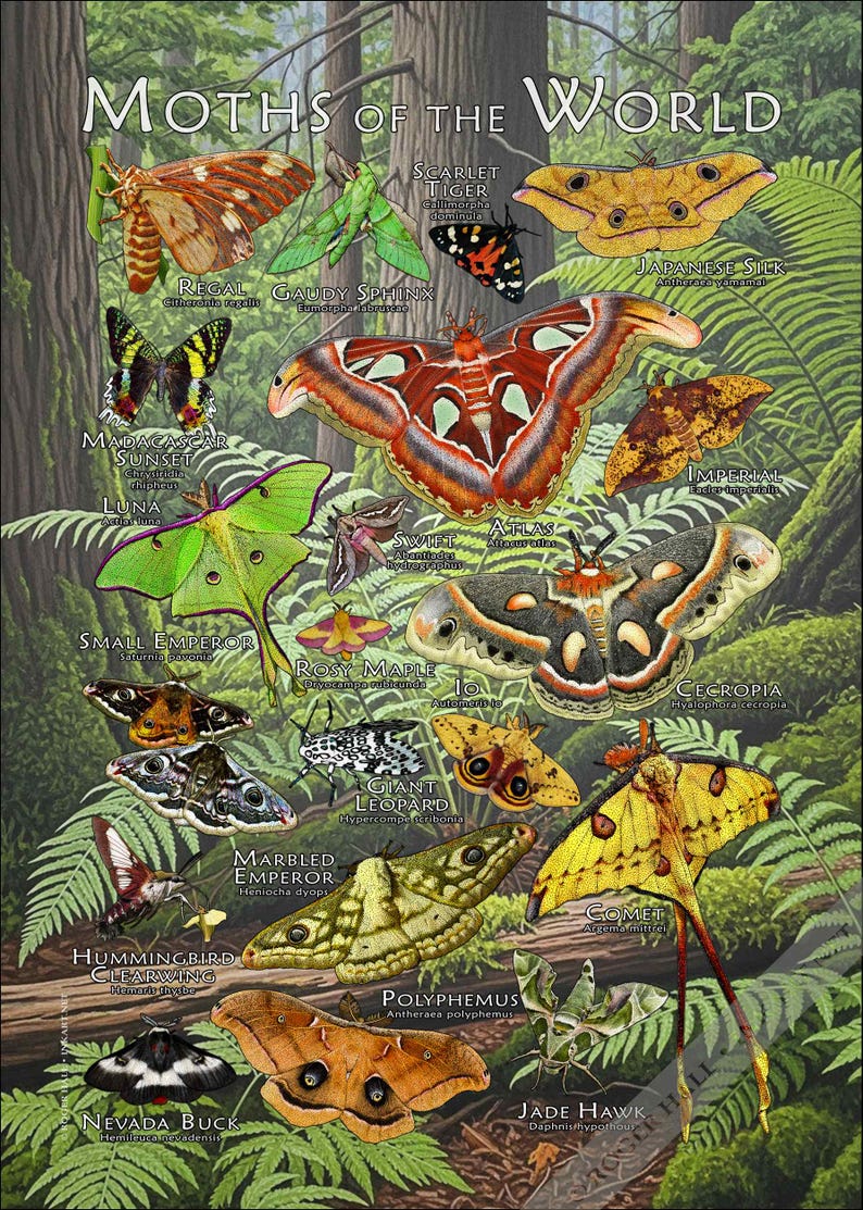 Moths of the World Poster Print - SIGNED BY ARTIST! - Etsy