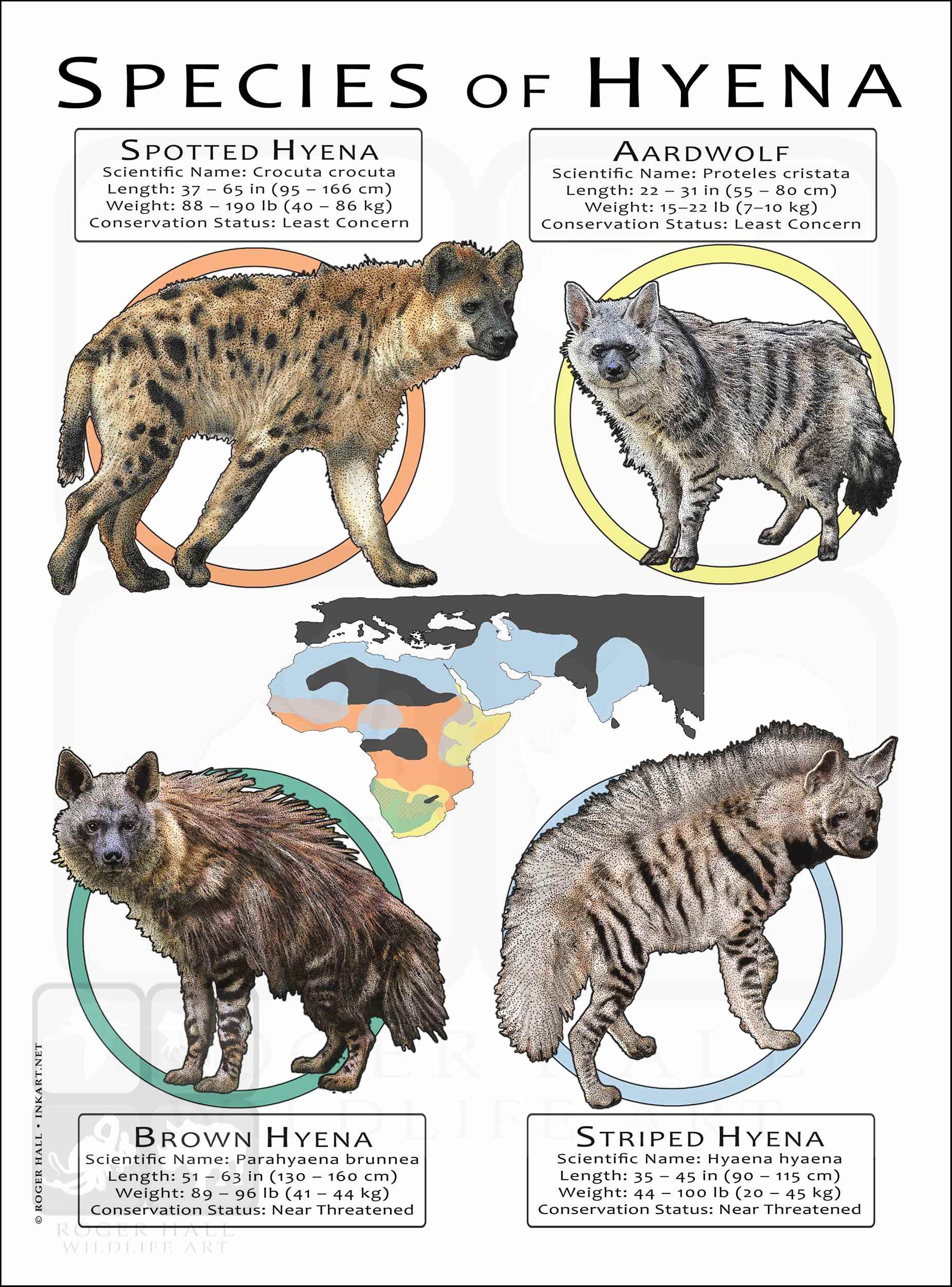 Striped Hyena As Pet