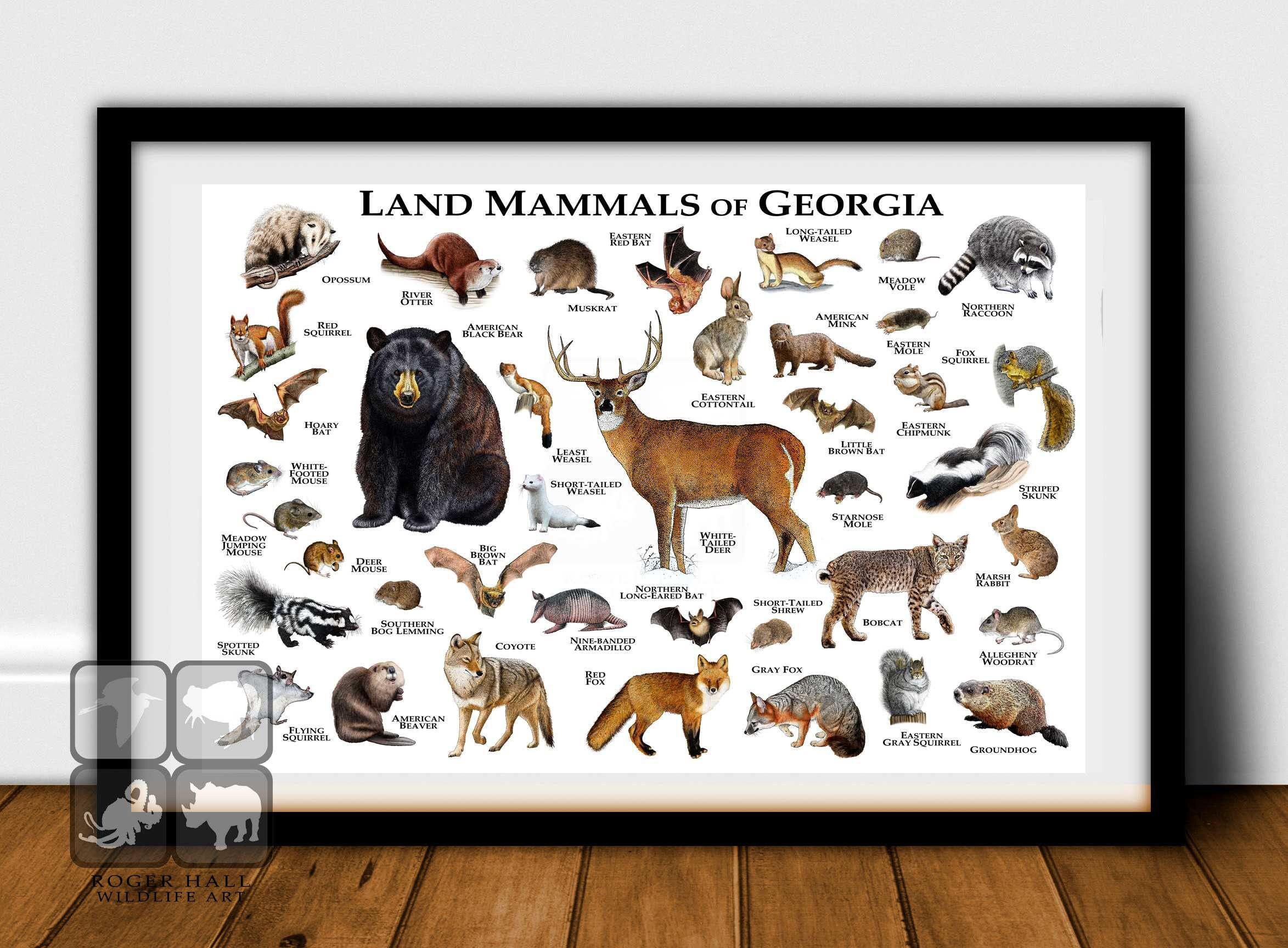 Mammals of Georgia Poster Print / Georgia Mammals Field Guide | Etsy