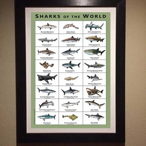 Sharks of the World Art Poster / Field Guide - Etsy Australia