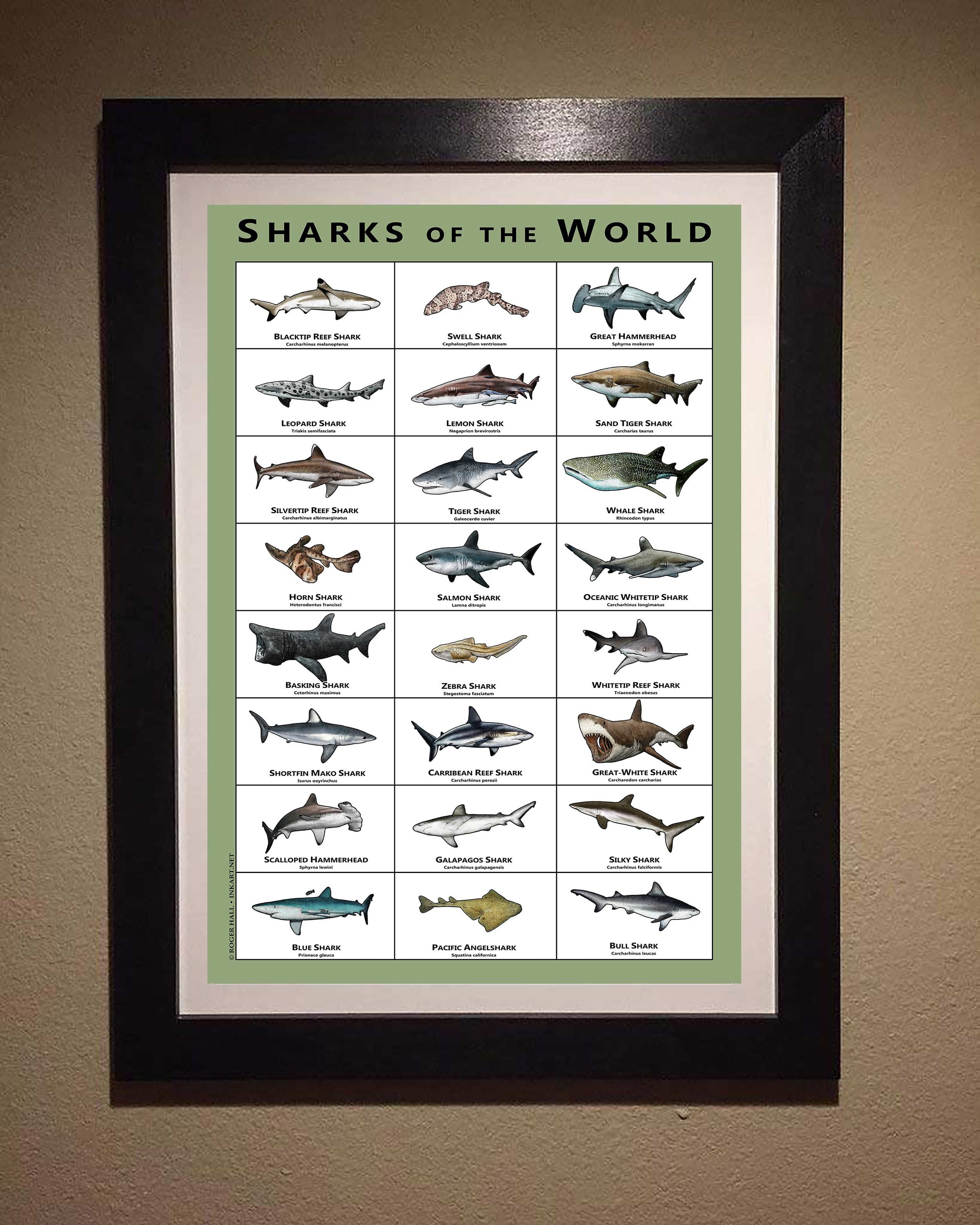 Sharks of the World Art Poster / Field Guide - Etsy Australia