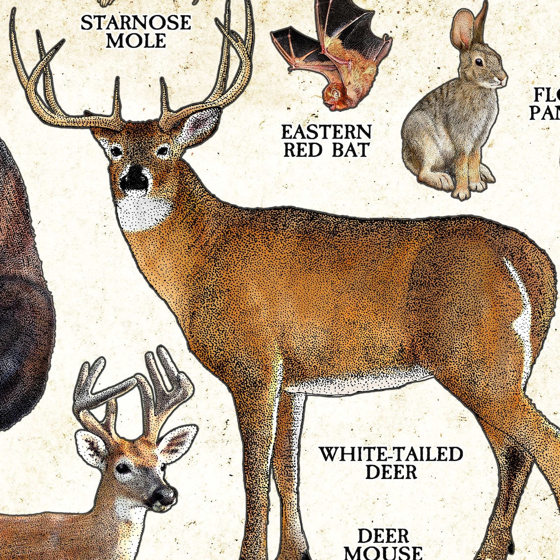 Mammals of Florida Poster Print / Florida Mammals Field Guide - Etsy