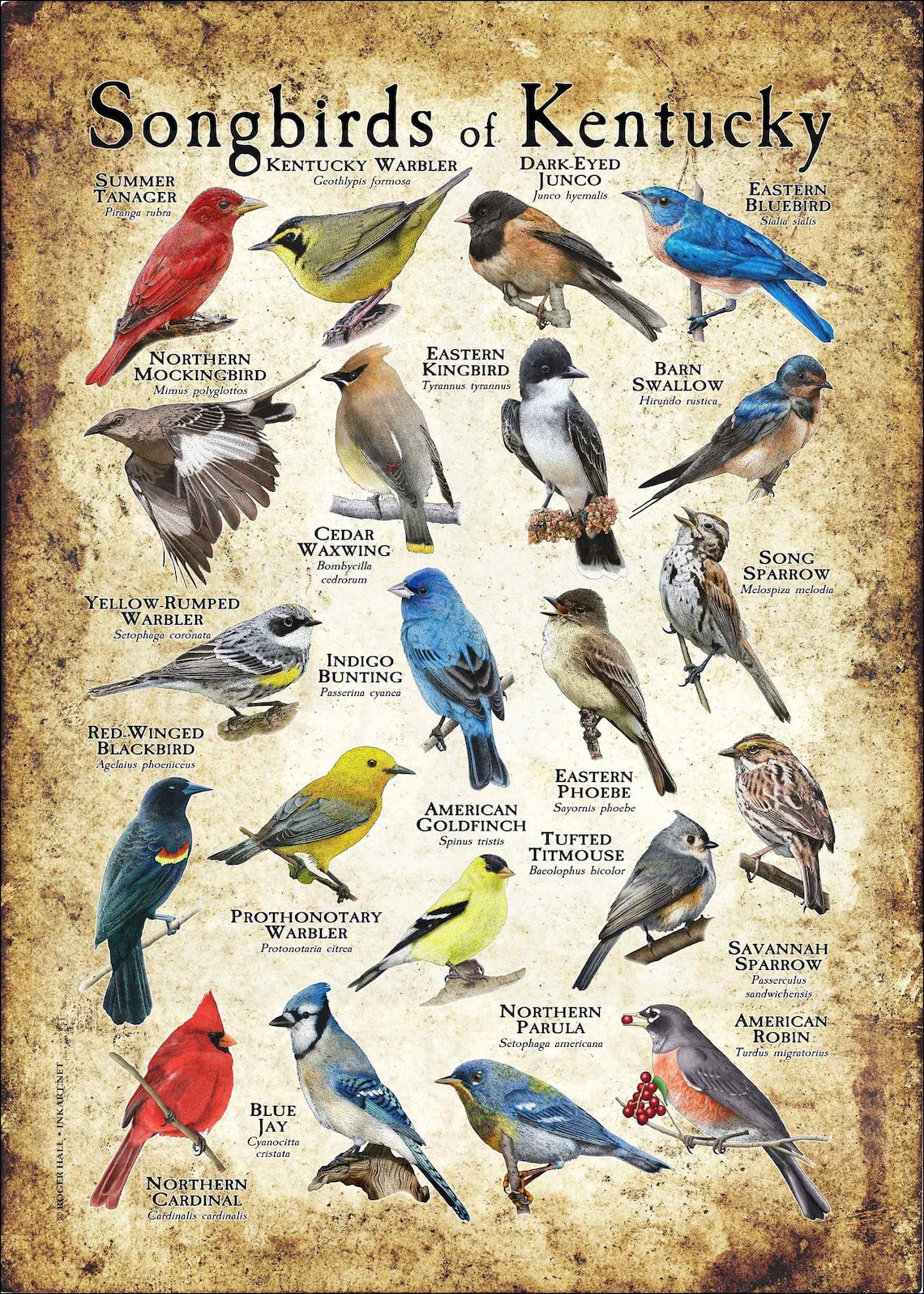 Songbirds of Kentucky Poster Print Field Guide - Etsy