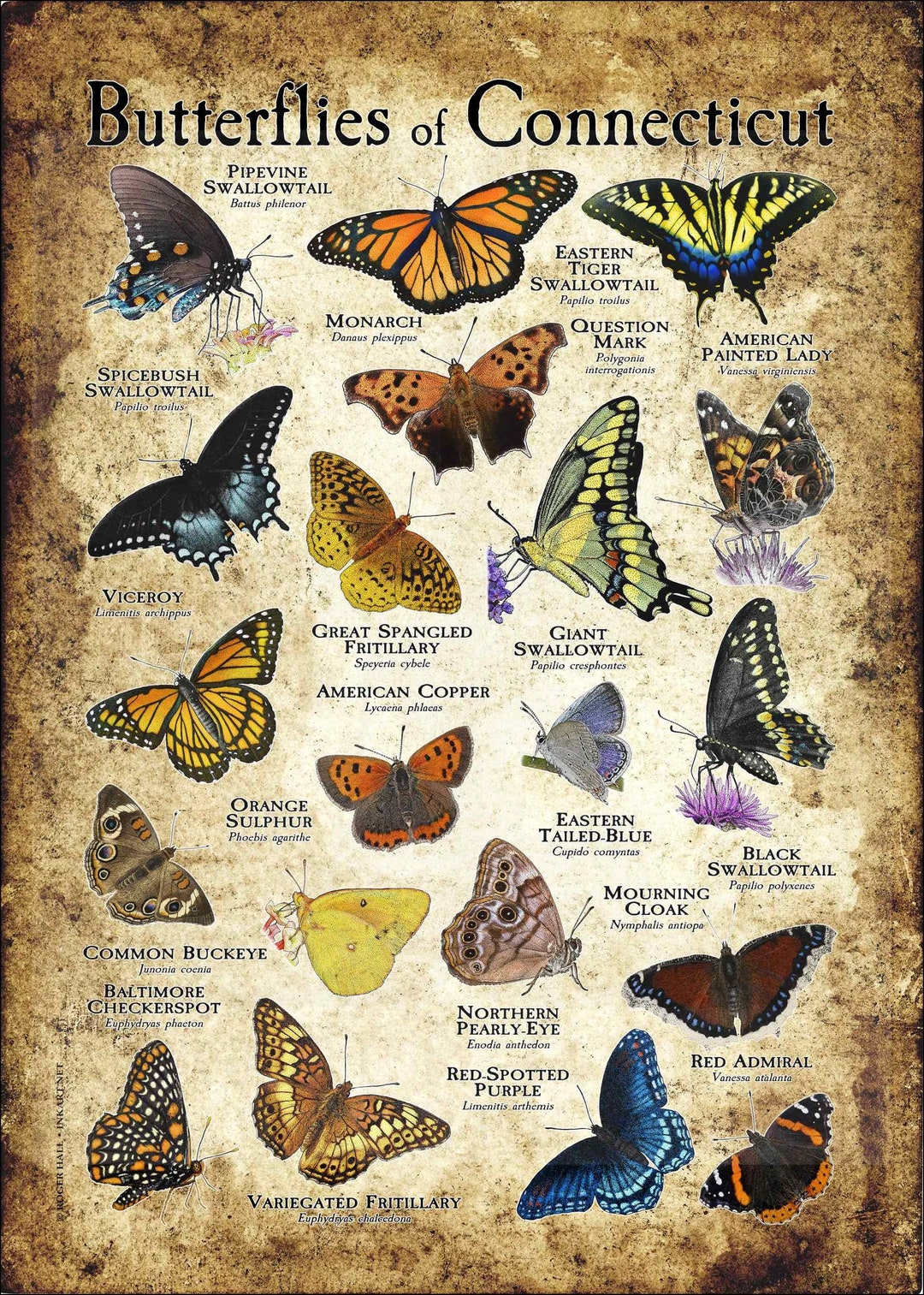 Butterflies of Connecticut Poster Print - Field Guide - Etsy
