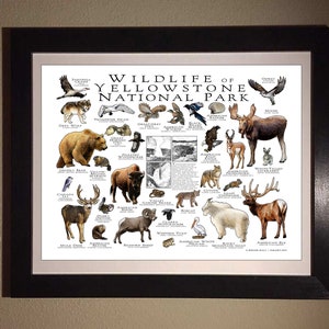Wildlife of Yellowstone National Park/field Guide - SIGNED BY ARTIST - Etsy