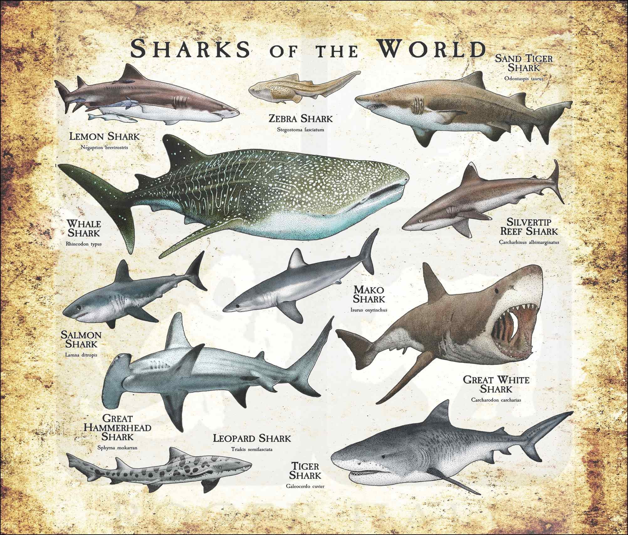 Sharks of the World Poster Print - Etsy Australia