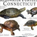 Freshwater Turtles of Connecticut Poster Print Field Guide - Etsy