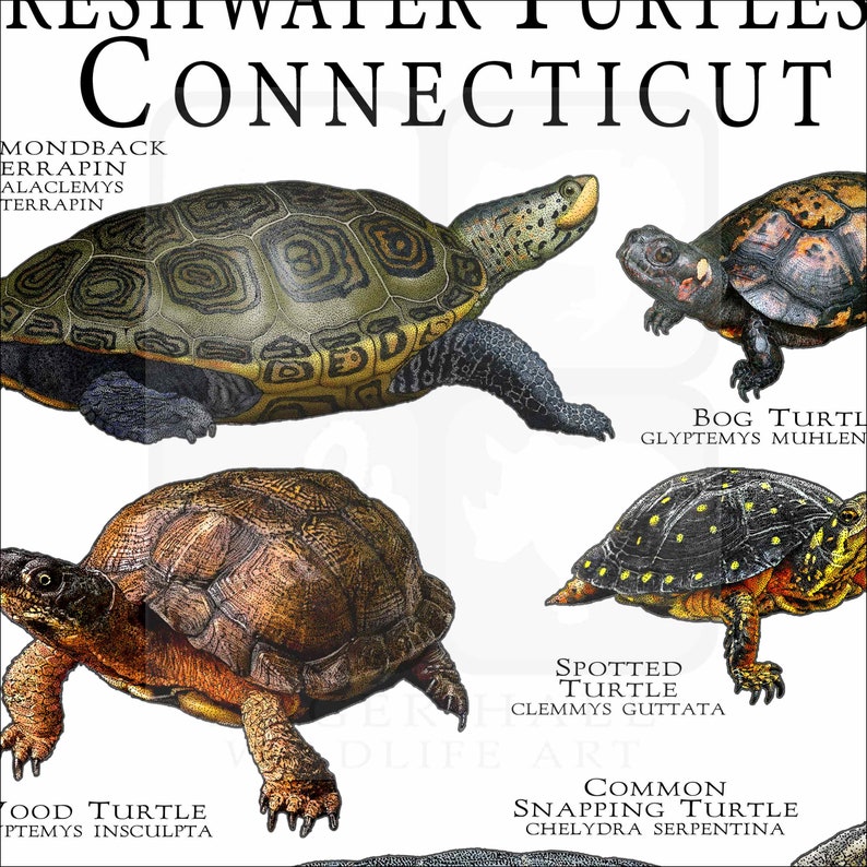 Freshwater Turtles of Connecticut Poster Print/field Guide - SIGNED BY ...