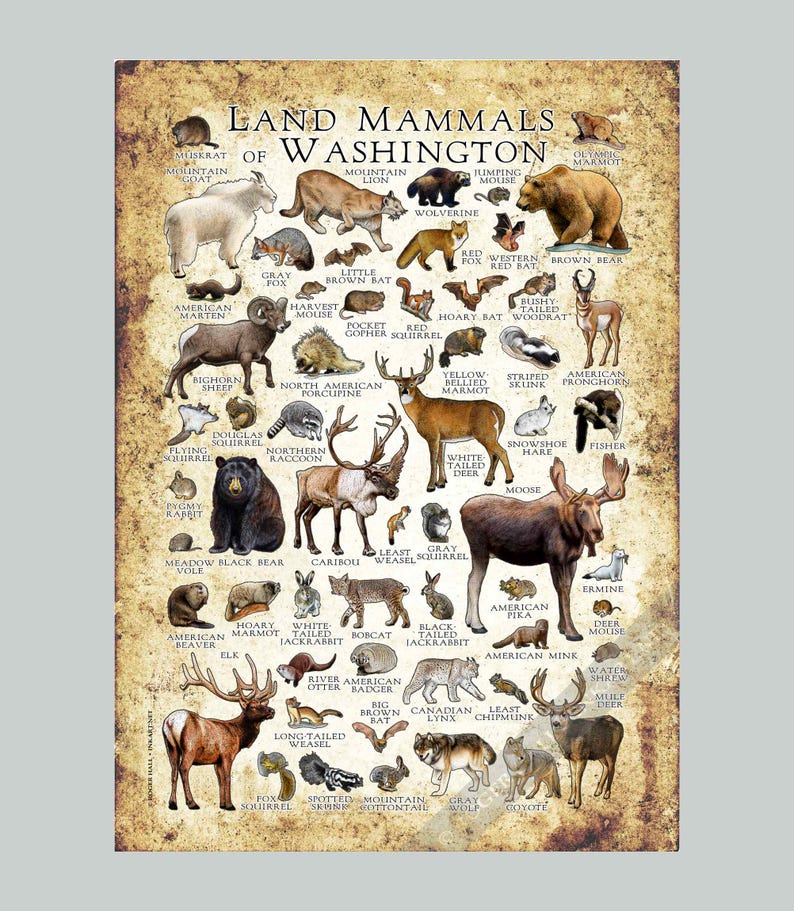 Washington Mammals Art Print: Pacific Northwest Field Guide, Signed - Etsy