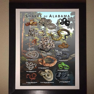 Snakes of Alabama Poster Print/field Guide - SIGNED BY ARTIST! - Etsy