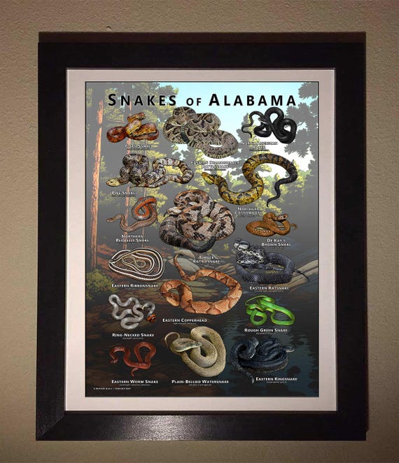Alabama Love Snakes