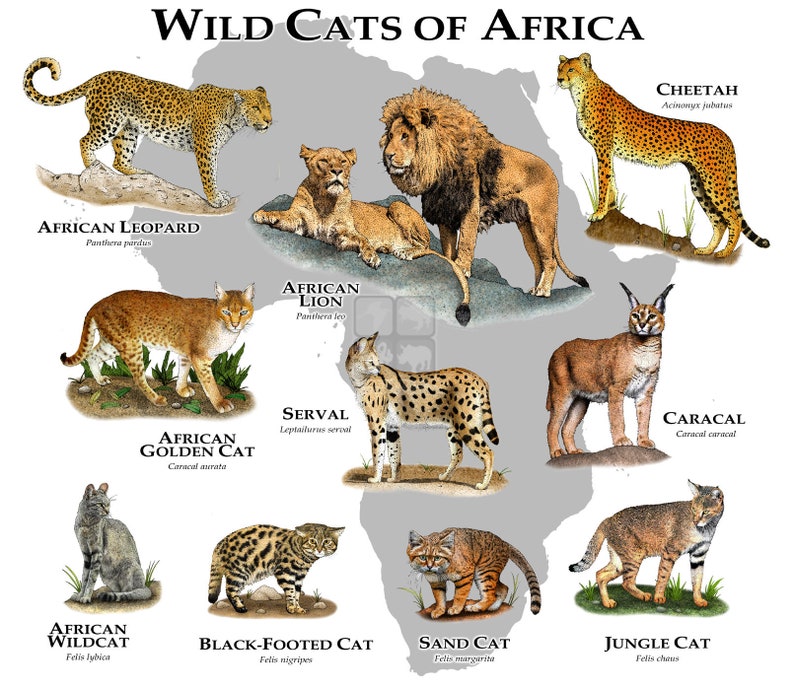 Wild Cats Of Africa Poster Print Etsy Wild Cats Of Africa Poster Print Etsy
